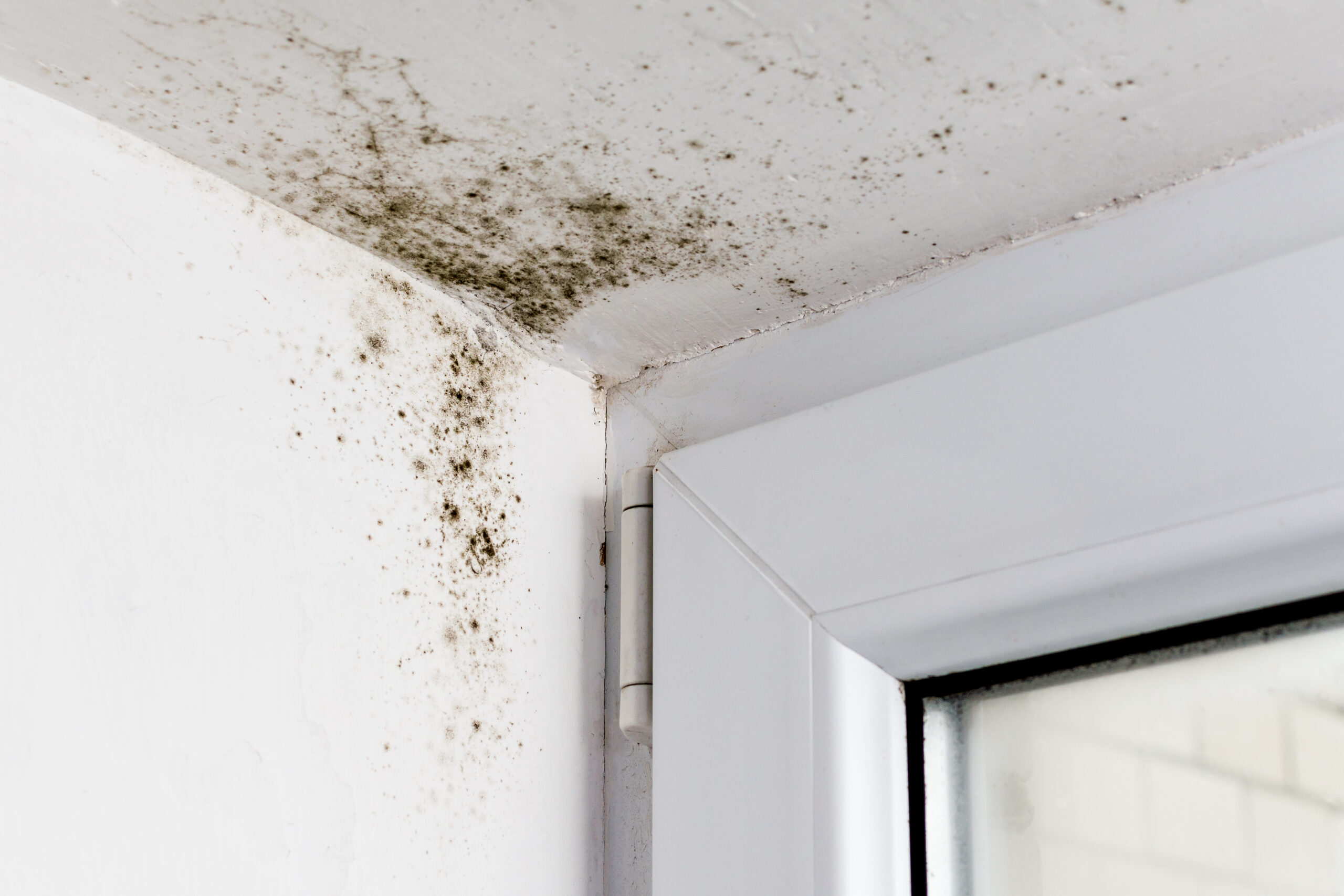 Damp and Mould - Grŵp Cynefin