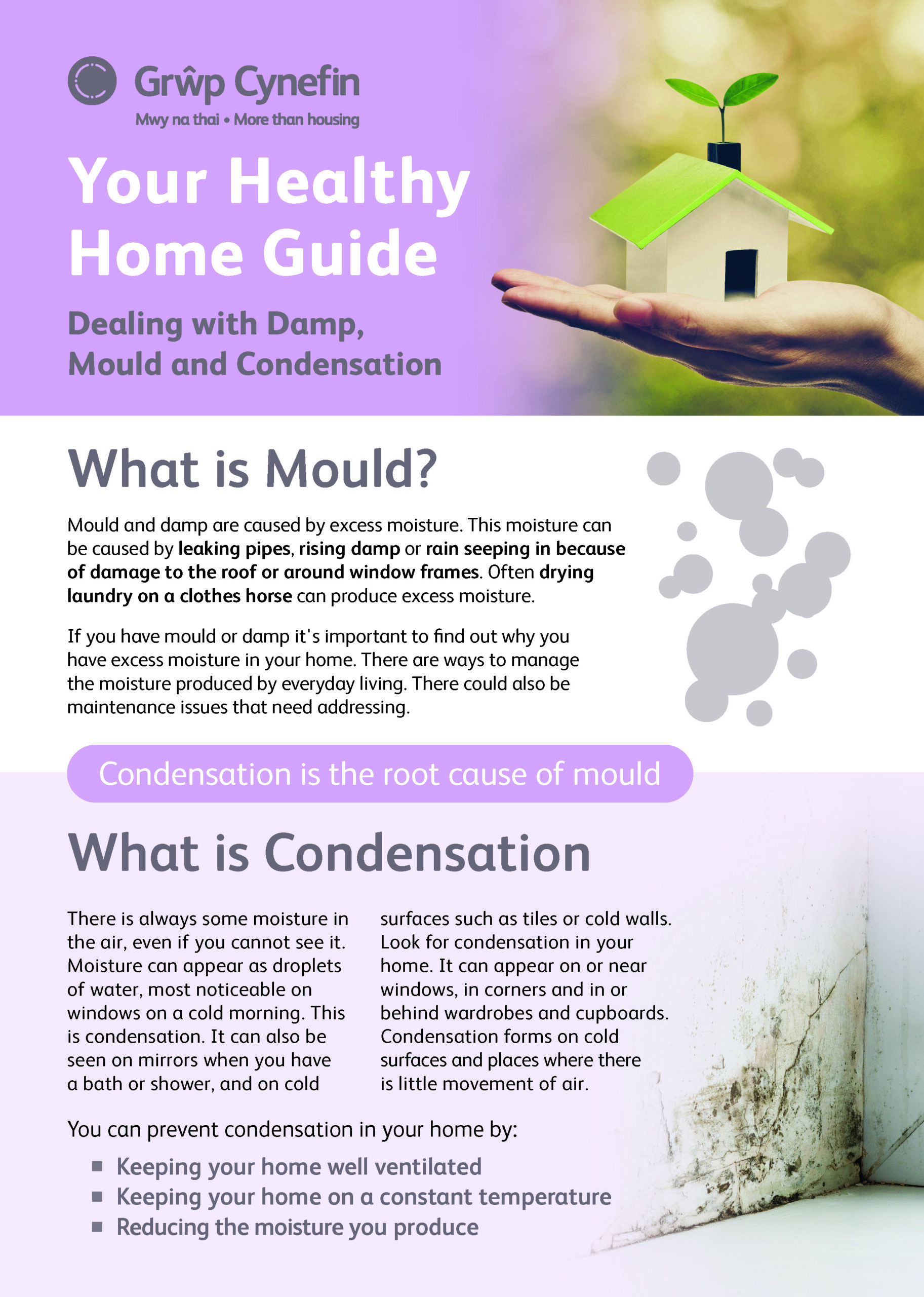 Damp and Mould - Grŵp Cynefin